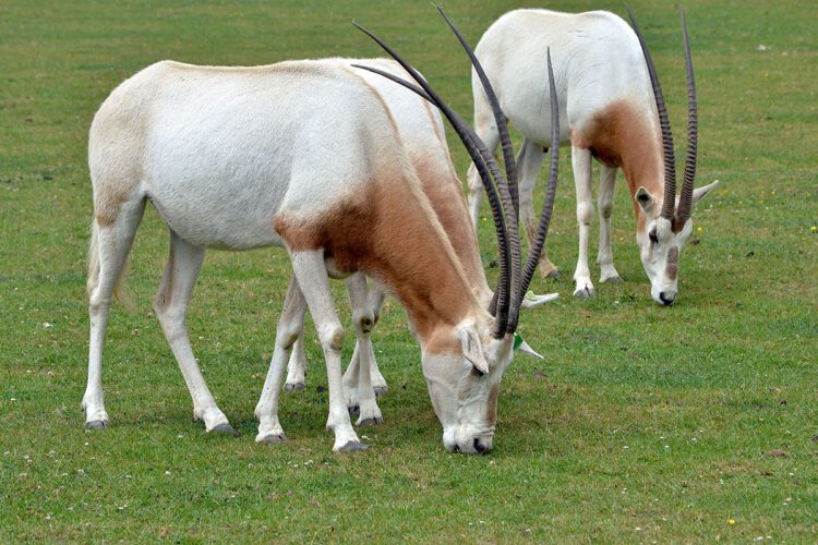 Des oryx en liberté à Mcissi, près de Tazzarine