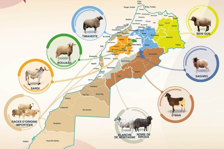 Races Bovines Maroc – Races Bovines Locales Maroc – GSET